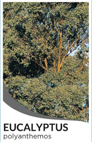 Red Box Gum Eucalyptus polyanthemos NATIVE