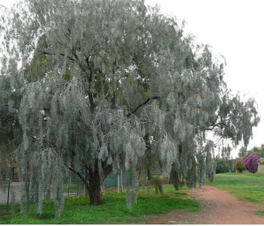 Weeping Myall Acacia pendula