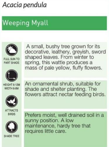 Weeping Myall Acacia pendula