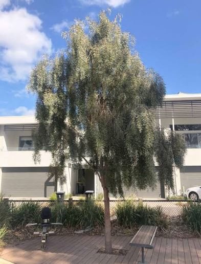 Weeping Myall Acacia pendula