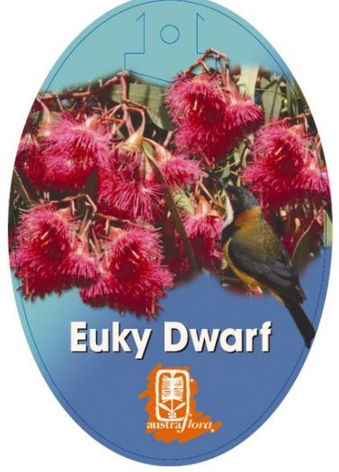 Euky Dwarf Flowering Gum Eucalyptus leucoxylon