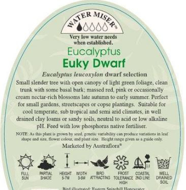 Euky Dwarf Flowering Gum Eucalyptus leucoxylon
