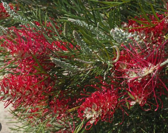 Grevillea Red Coral NATIVE