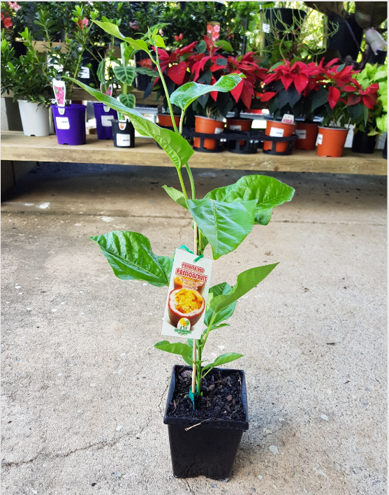 Passionfruit - Panama Red