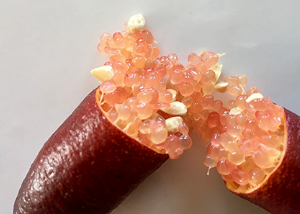 Finger Lime Pink Ice NATIVE