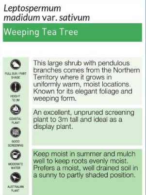 Weeping Tea Tree Leptospermum madidum NATIVE