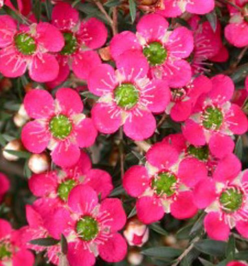 Leptospermum Merinda NATIVE