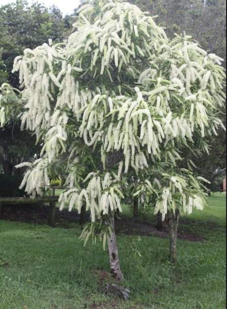 Ivory Curl Tree Buckinghamia celsissima NATIVE