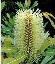 Wallum Banksia Banksia aemula NATIVE