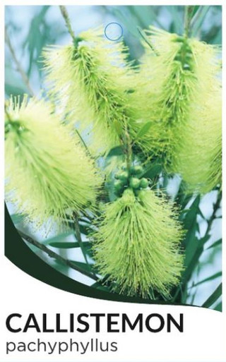 Wallum Bottlebrush Callistemon pachyphyllus var. viridis NATIVE