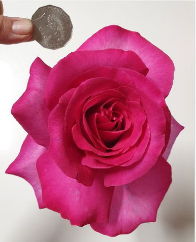 Rose - Parole