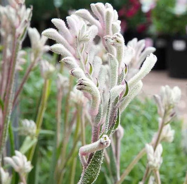 Kangaroo Paw Bush Diamond Anigozanthos hybrid NATIVE
