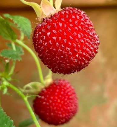 Atherton Raspberry Rubus probus NATIVE