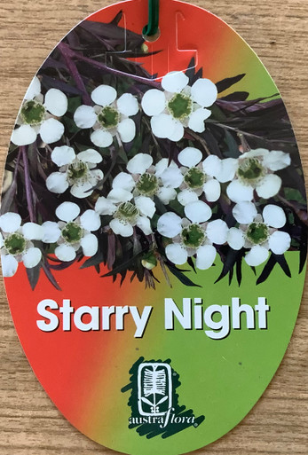 Starry Night Leptospermum NATIVE