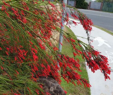 Russelia Ruby Falls Firecracker Plant