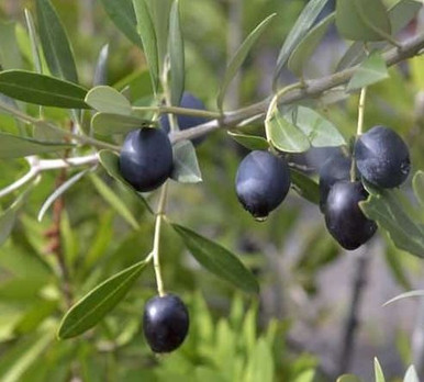 Olive Tree Kalamata