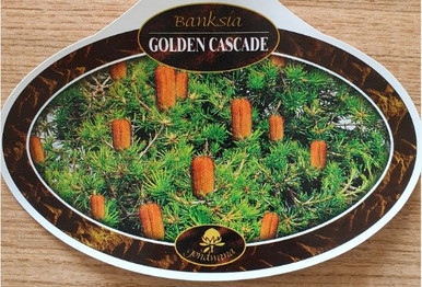 Banksia spinulosa Golden Cascade NATIVE