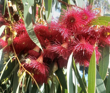 Euky Dwarf Flowering Gum Eucalyptus leucoxylon