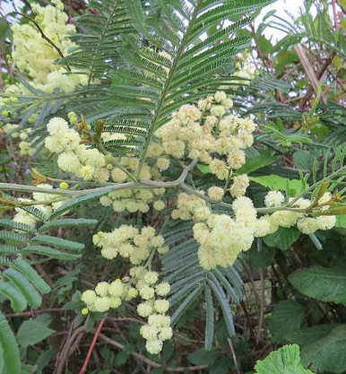 Dwarf Black Wattle Callicoma serratifolia NATIVE