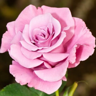 Rose Smooth Touch Silver Moon THORNLESS Rose Bush - Princess Fancy-Plants