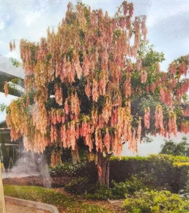 Silk Handkerchief Tree Maniltoa lenticillata NATIVE - Princess Fancy-Plants