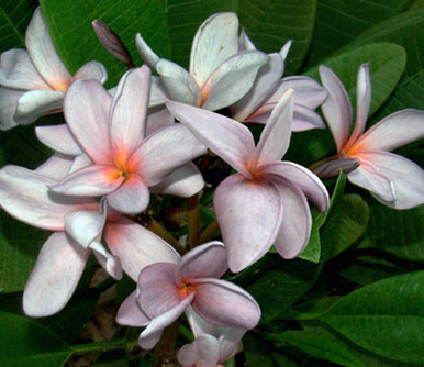 Frangipani Darwin Blues Plumeria rubra SEMI-DWARF