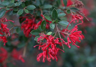 Grevillea Ruby Jewel NATIVE