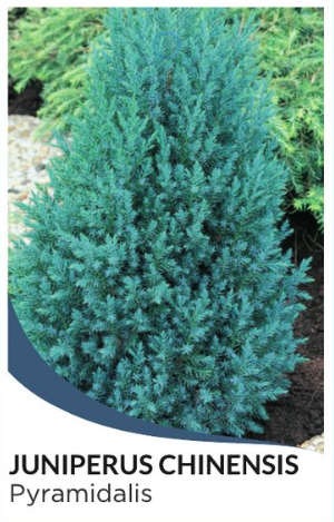 Juniperus Chinensis Pyramidalis