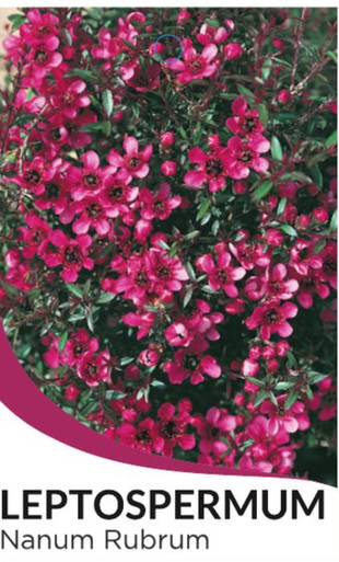 Dwarf Red Tea Tree Leptospermum Nanum Rubrum NATIVE