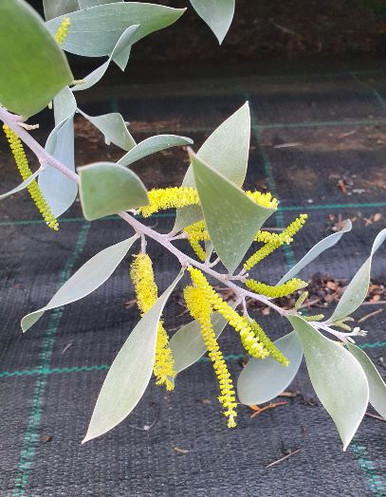 Myall wattle Acacia binervia Silver Cascade