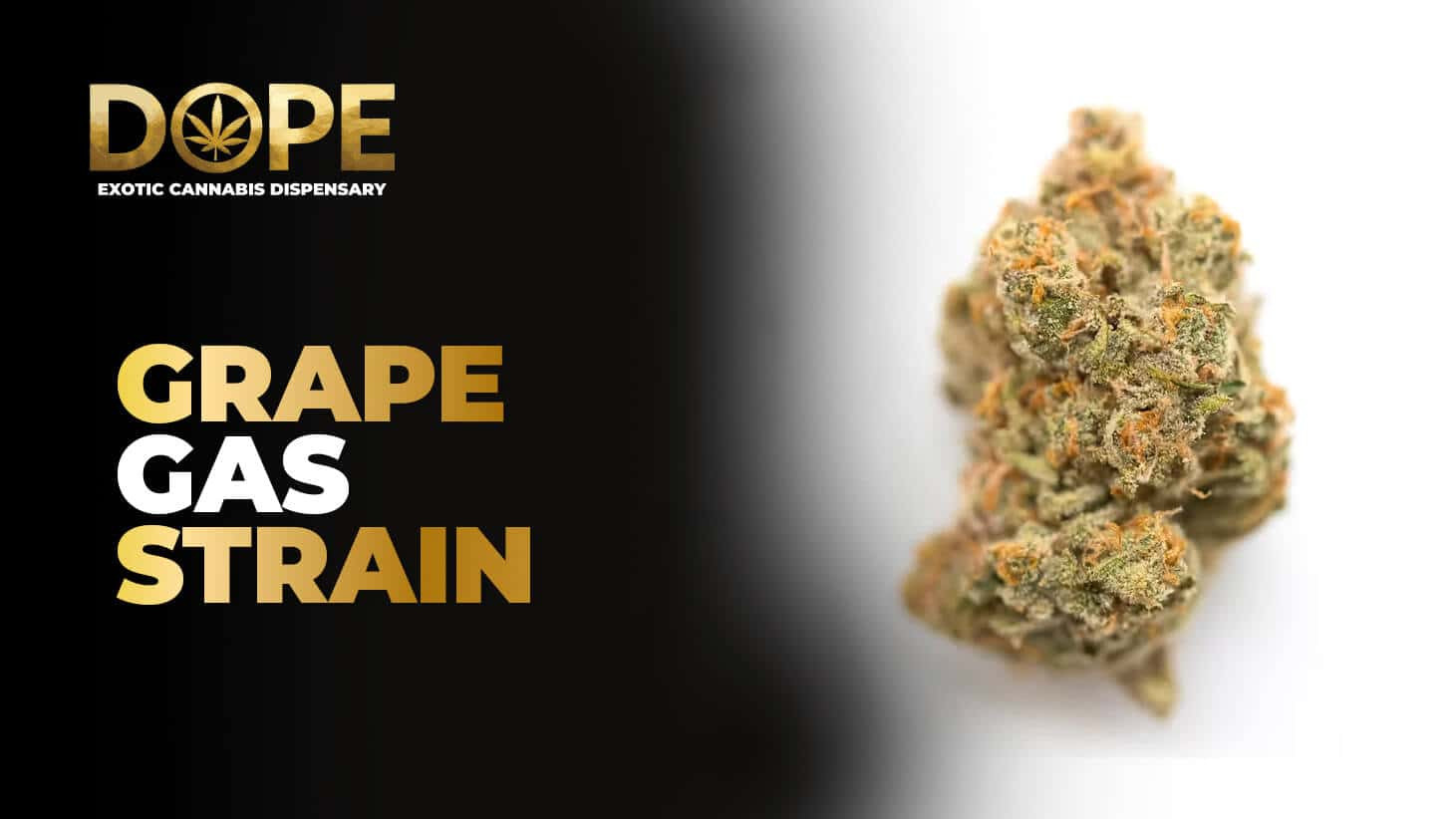 Grape Gas Strain Review | Flavor, Effects & Grow Guide - Dope