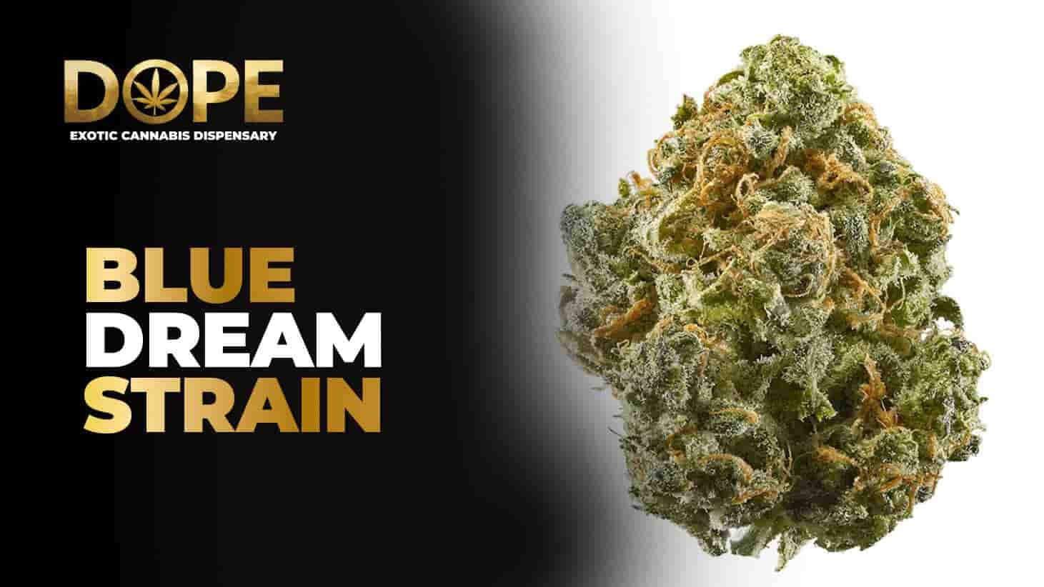 Blue Dream Strain: Effects, Flavor, Genetics and Benefits - Dope