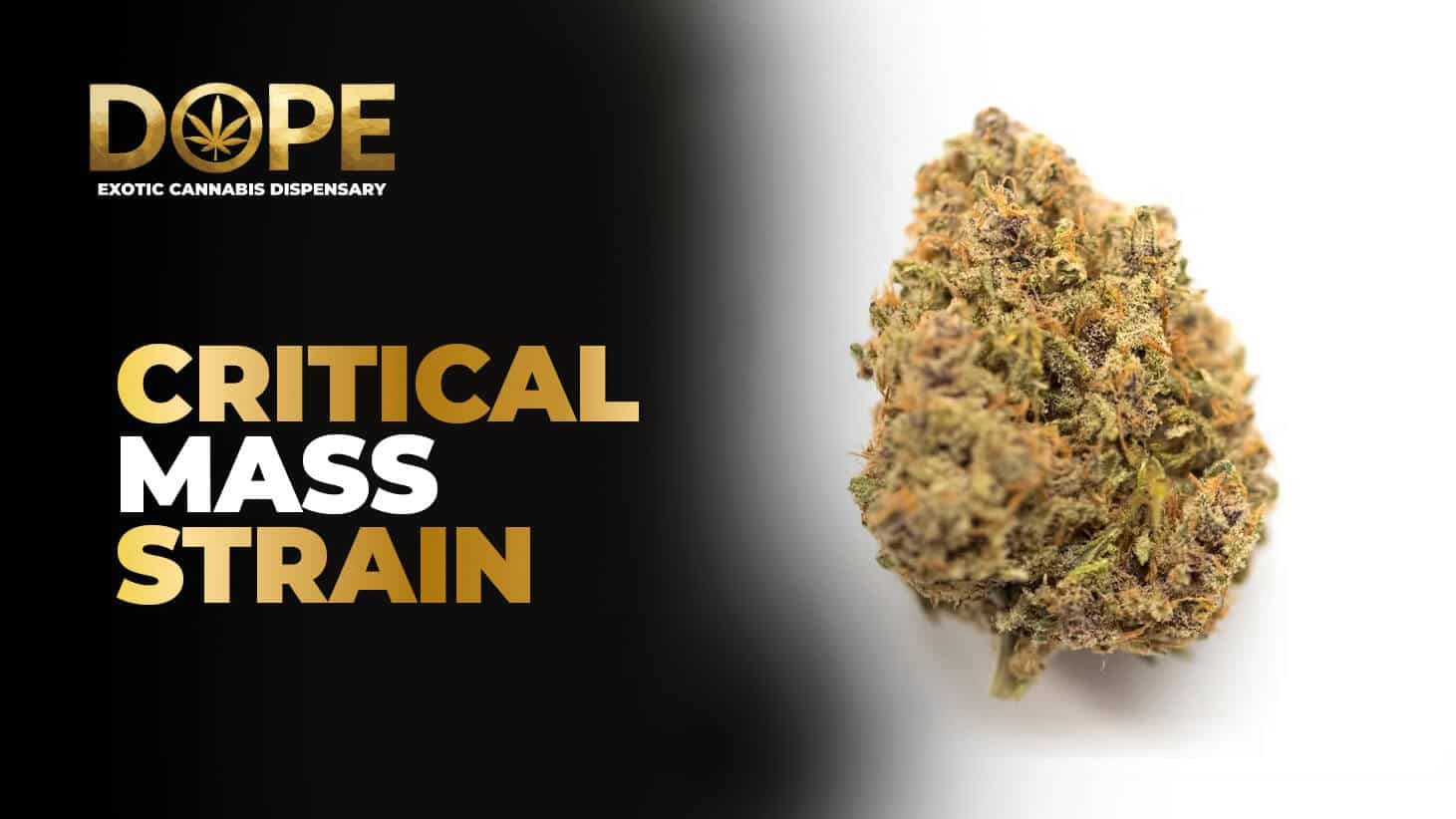 Critical Mass Strain 2025: Effects, Terpenes & Guide - Dope
