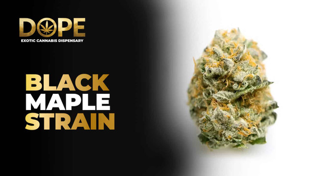 Black Maple Strain Review Flavor Effects Grow Guide Dope