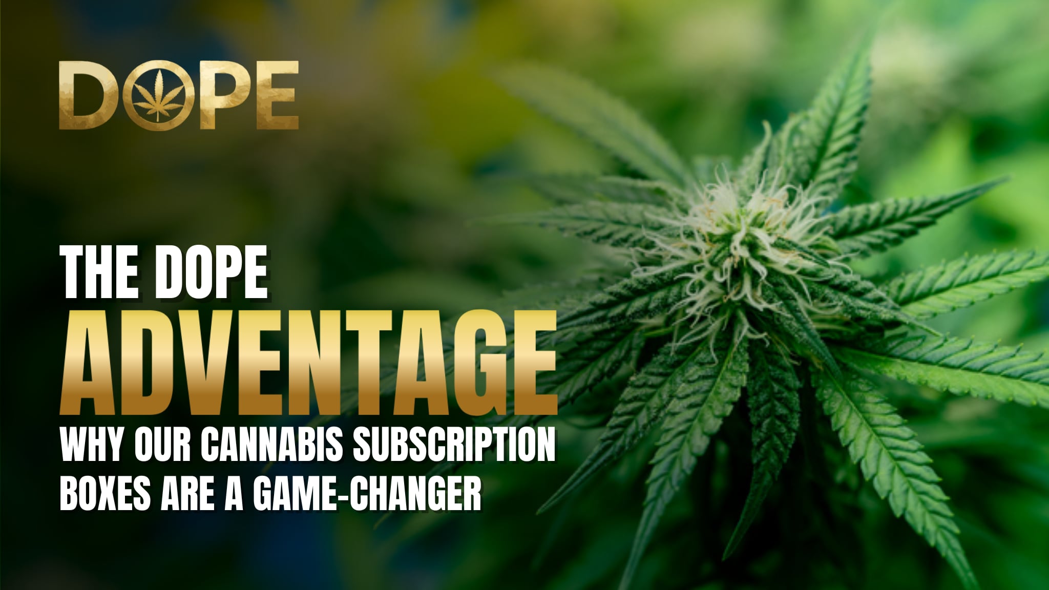 THCA Game-Changing Cannabis Subscription Boxes - Dope