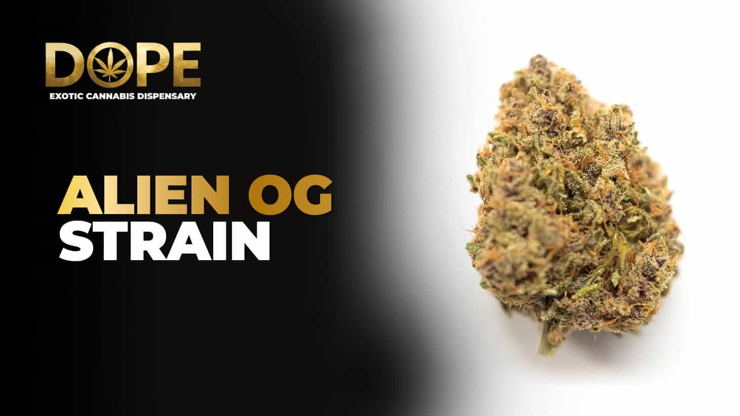 Alien OG Strain 2025: Effects, Flavor & Grow Guide - Dope