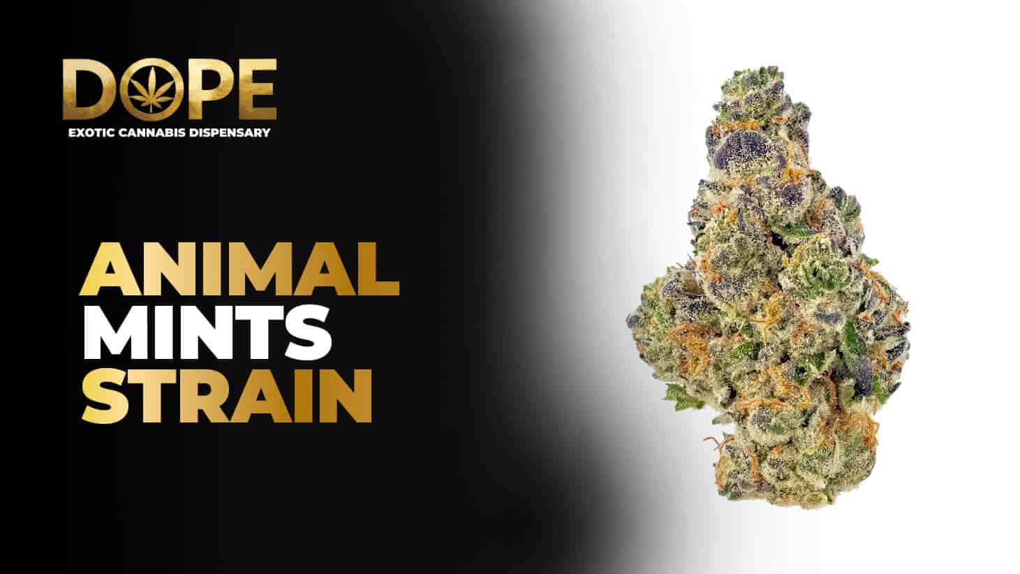 Animal Mints Strain Review | Effects, Flavor & Grow Guide - Dope