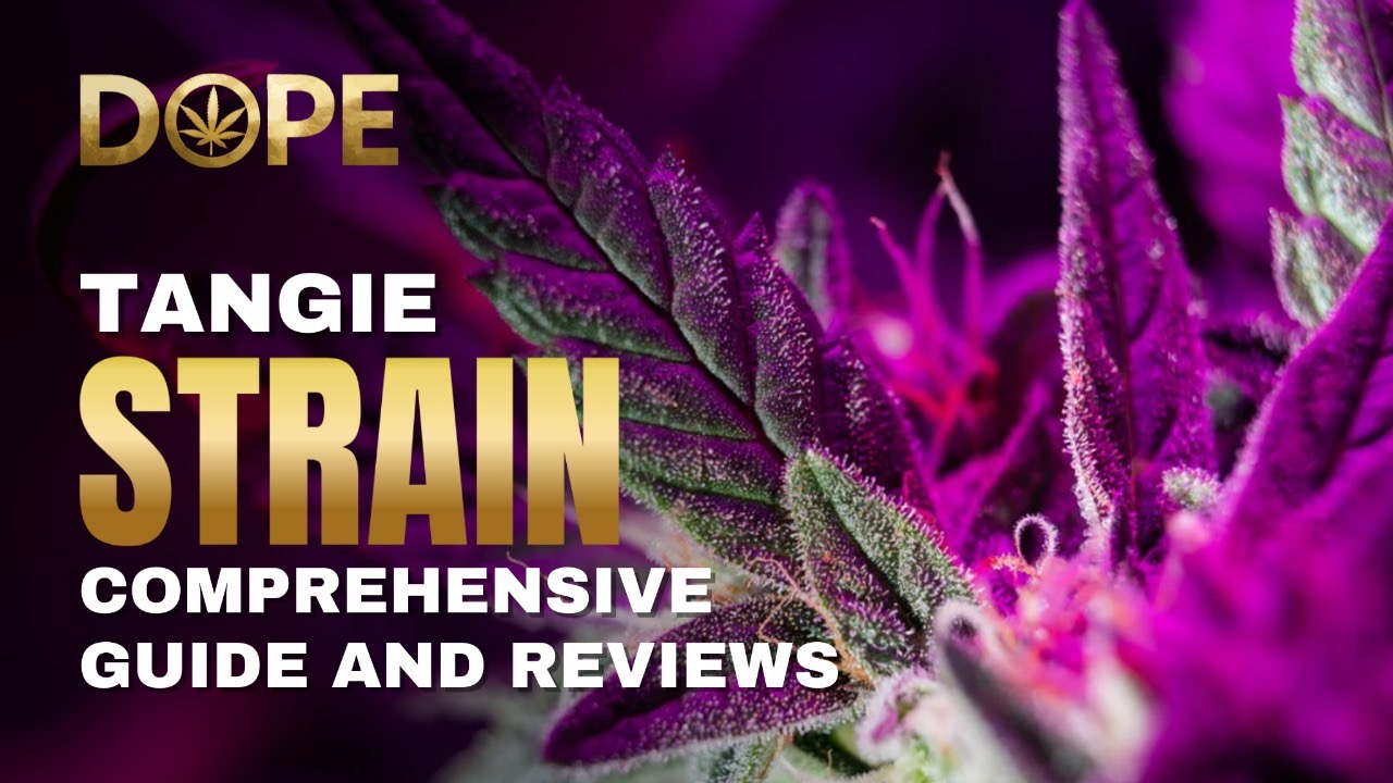 Tangie Strain: Comprehensive Guide and Reviews - Dope
