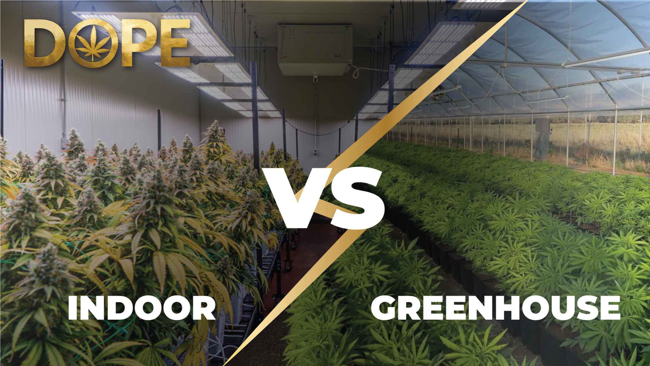 Greenhouse vs Indoor Weed - How To Spot The Difference - Dope