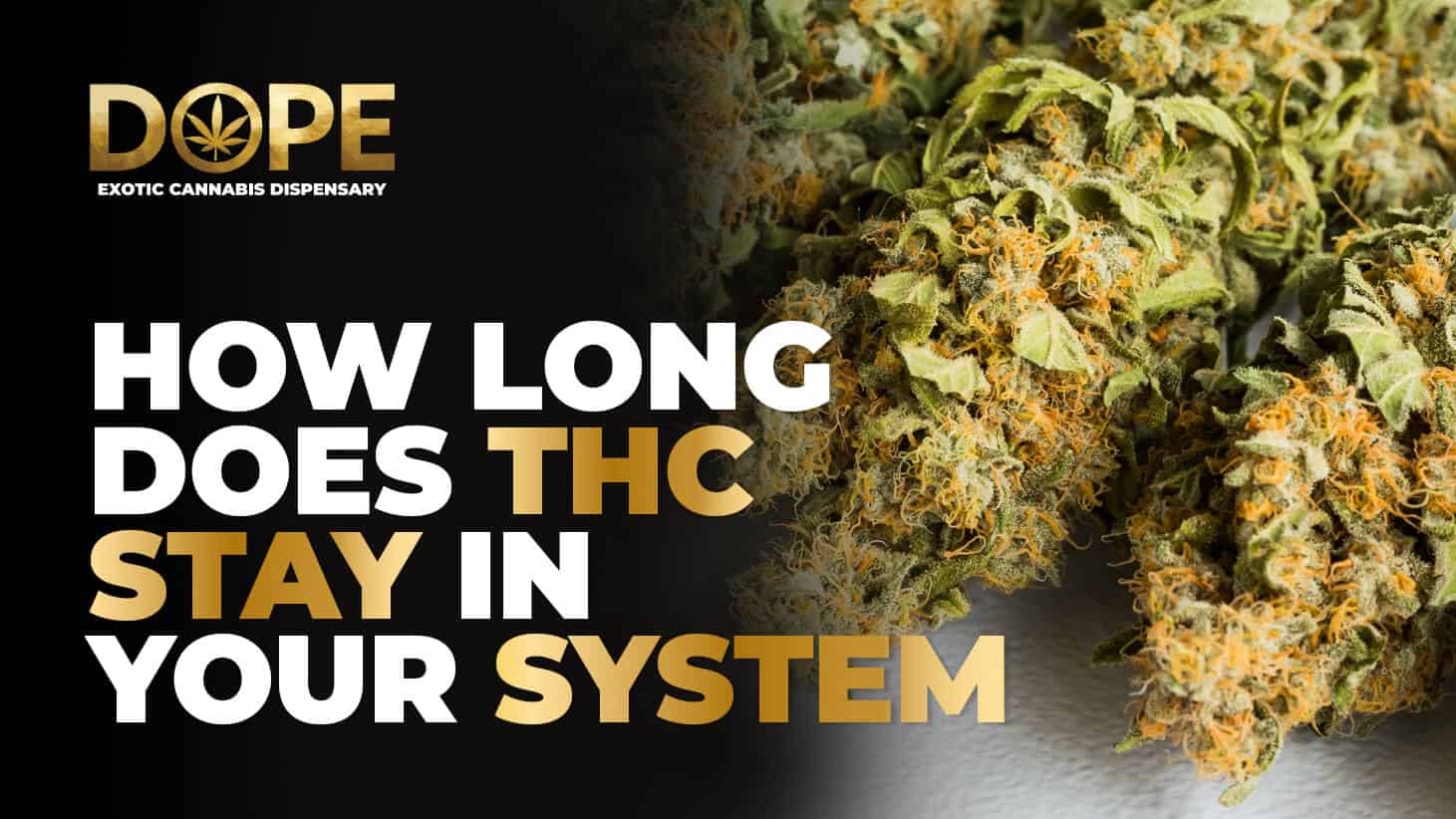 How Long Does THC Stay in Your System: 2025 Guide & Facts - Dope