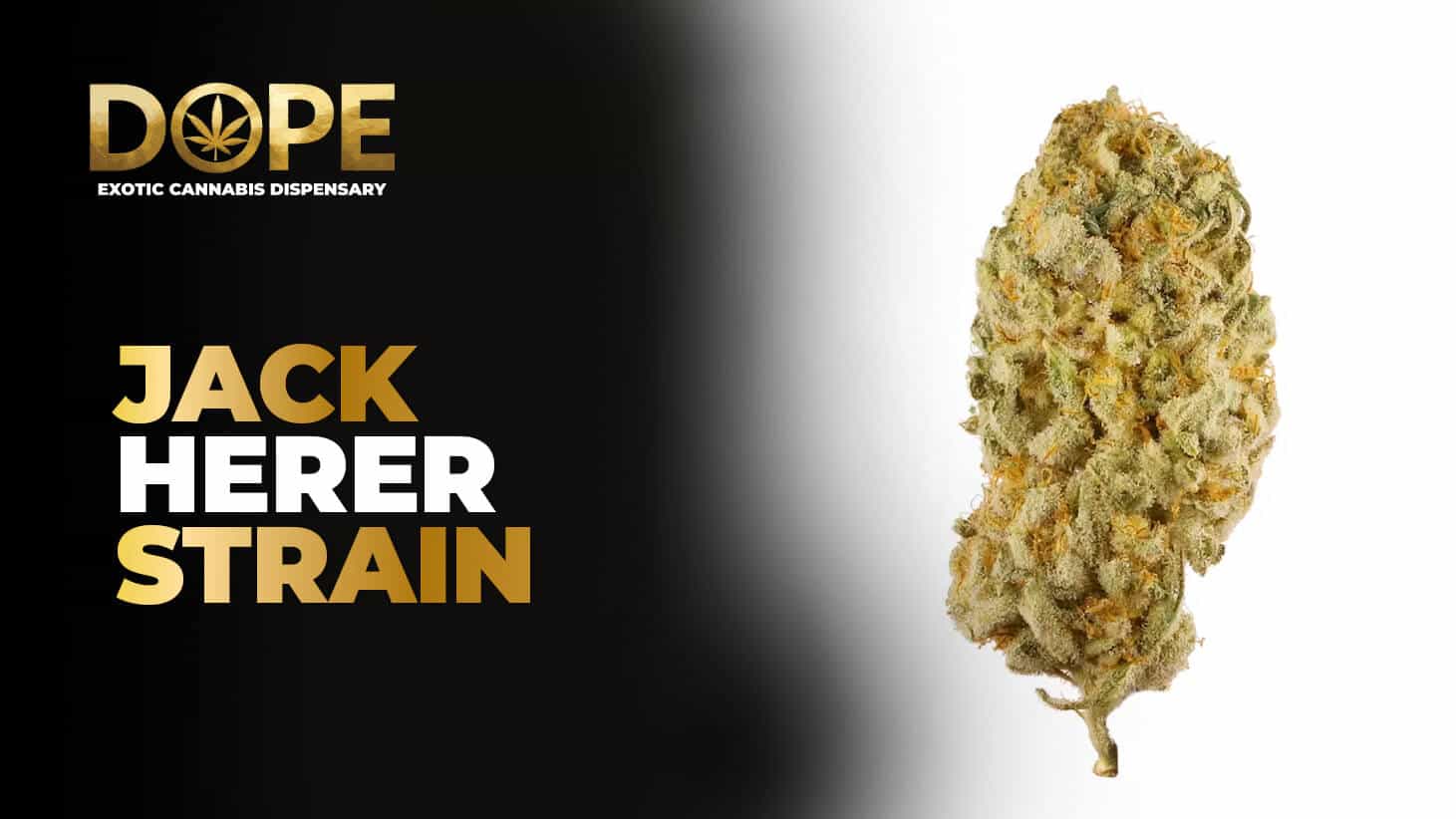 Jack Herer Strain Guide: Effects, Flavor, THC & Growing Tips - Dope