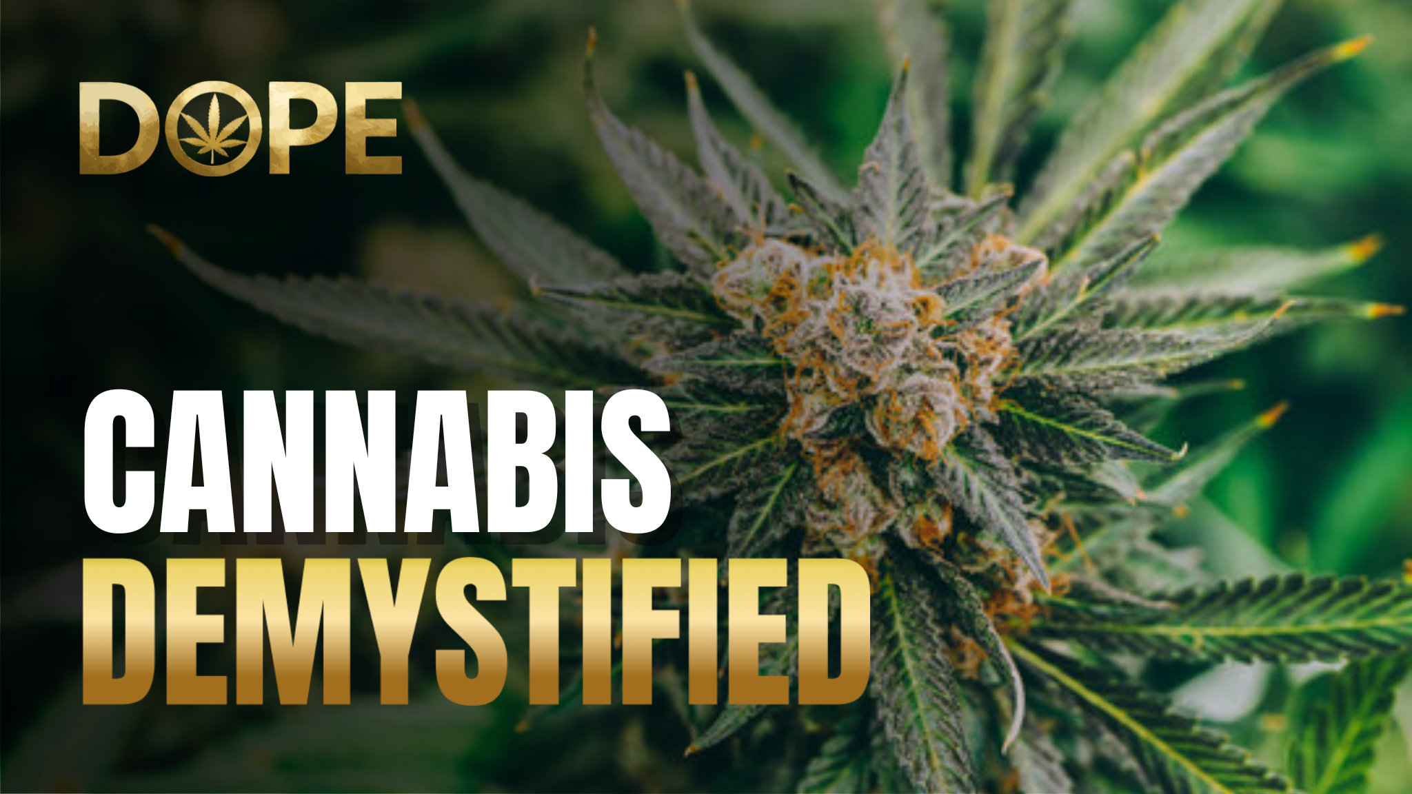 DOPE’s Mission: Educating and Empowering Cannabis Consumers - Dope