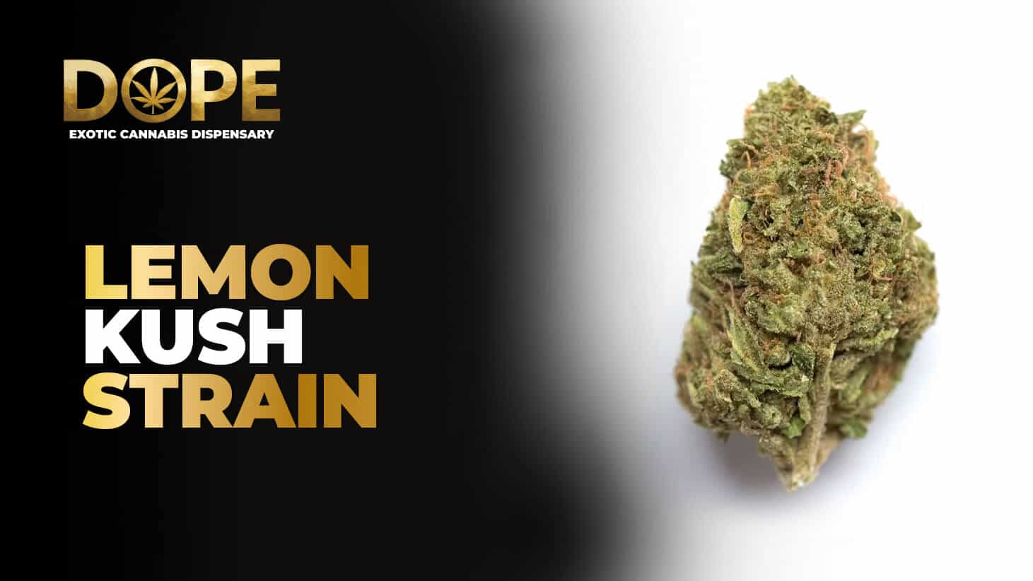 Lemon Kush Strain: Review, THC Levels, Effects and More | Dope - Dope