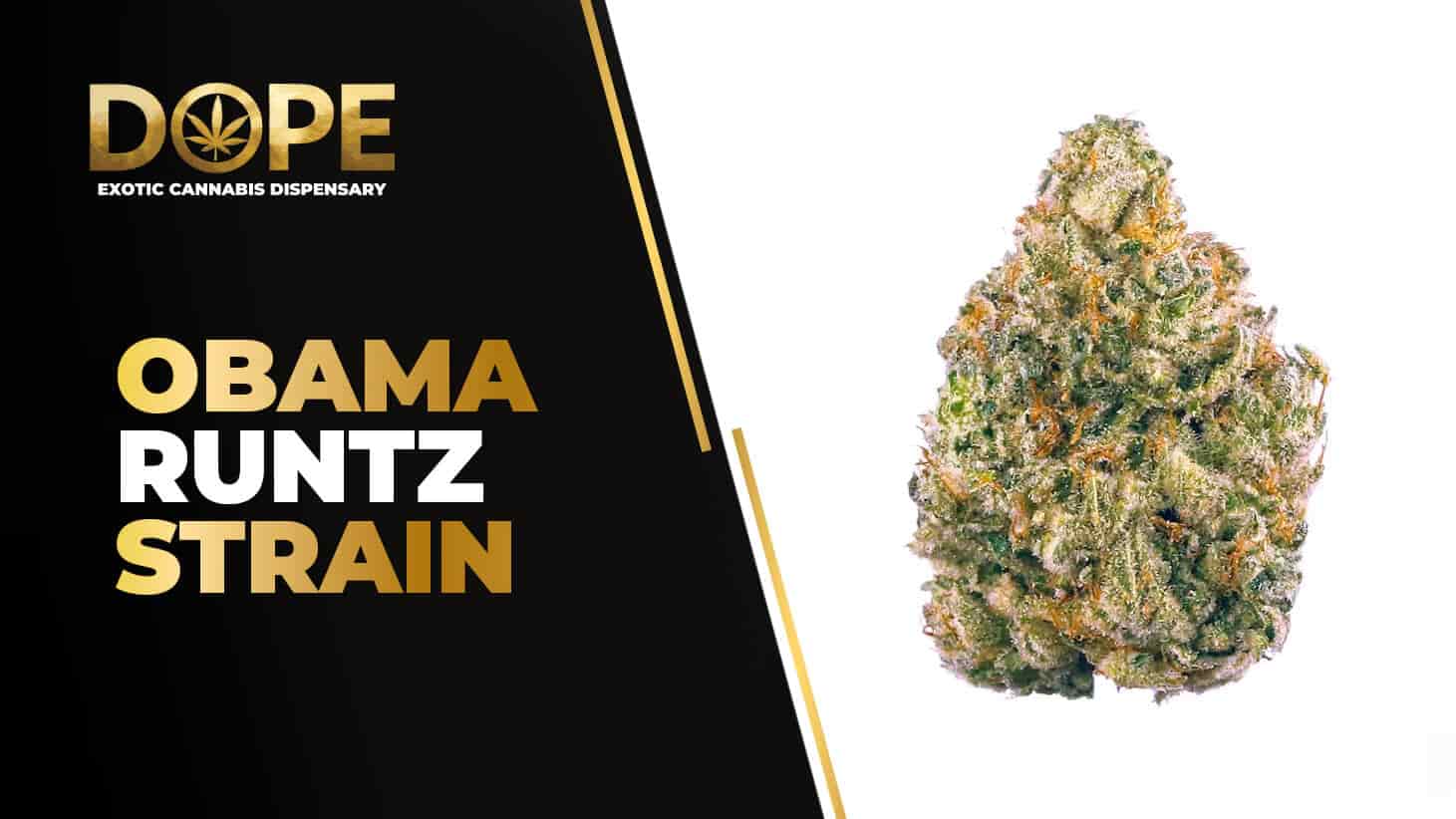 Obama Runtz Strain Review: Creamy Candy Gas Hybrid - Dope