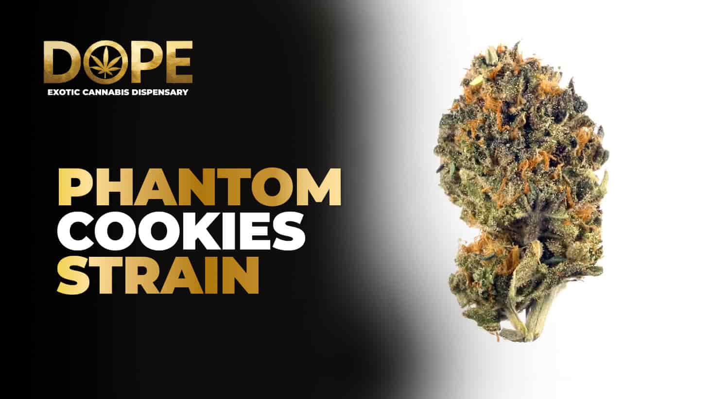 Phantom Cookies Strain 2025: Flavor, Effects & Grow Tips - Dope