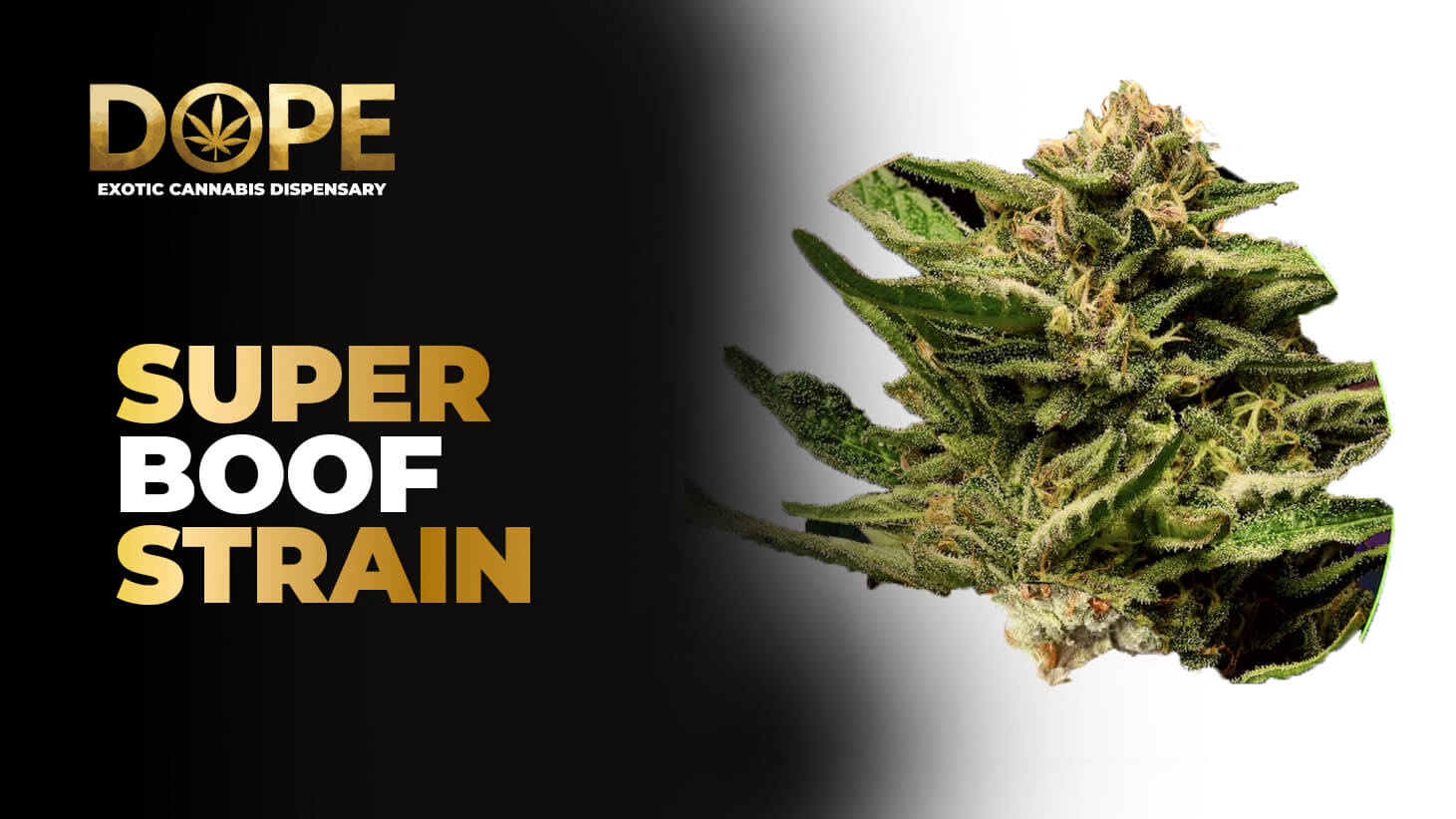 Super Boof Strain Review and Information | Dope - Dope