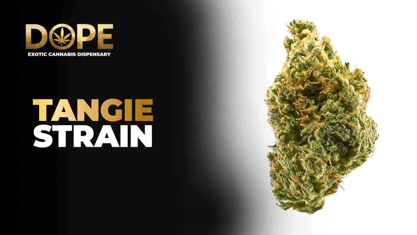 Tangie Strain 2025: Effects, Terpenes & Buying Guide - Dope