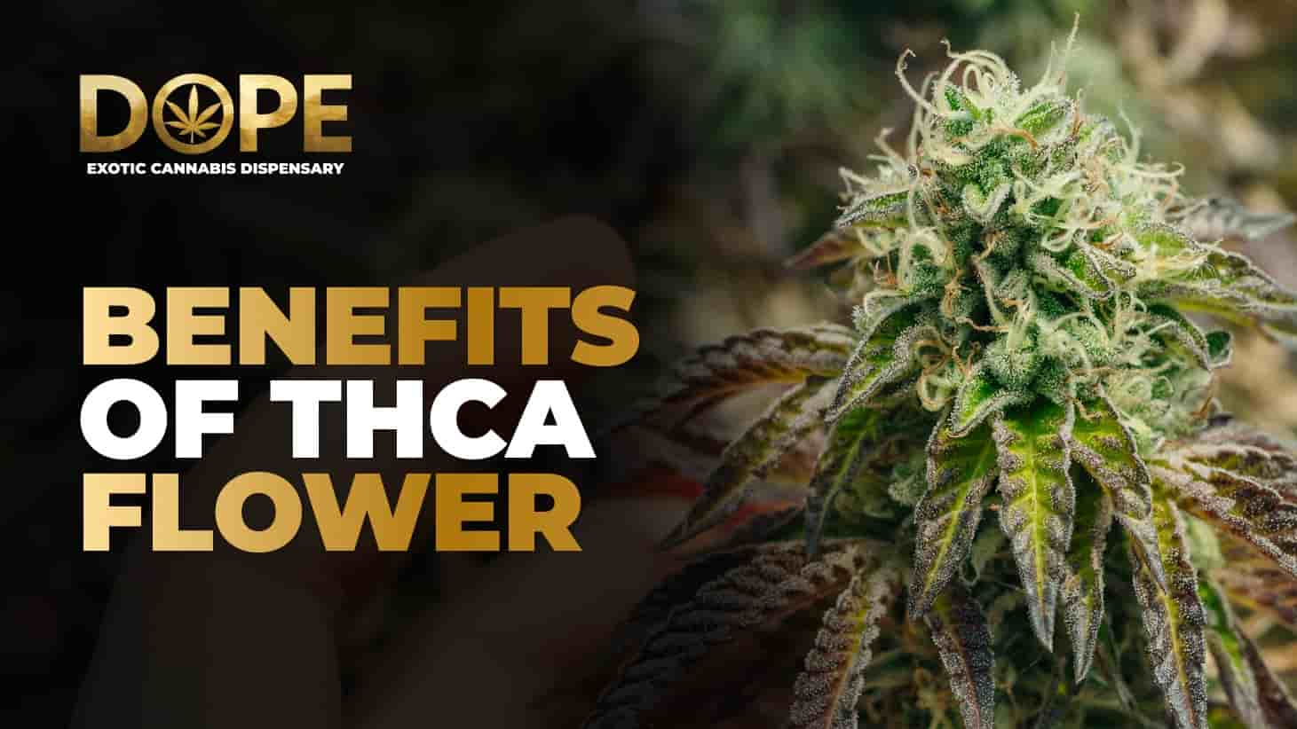THCA Flower Benefits: Nature’s Pure Form of Wellness - Dope