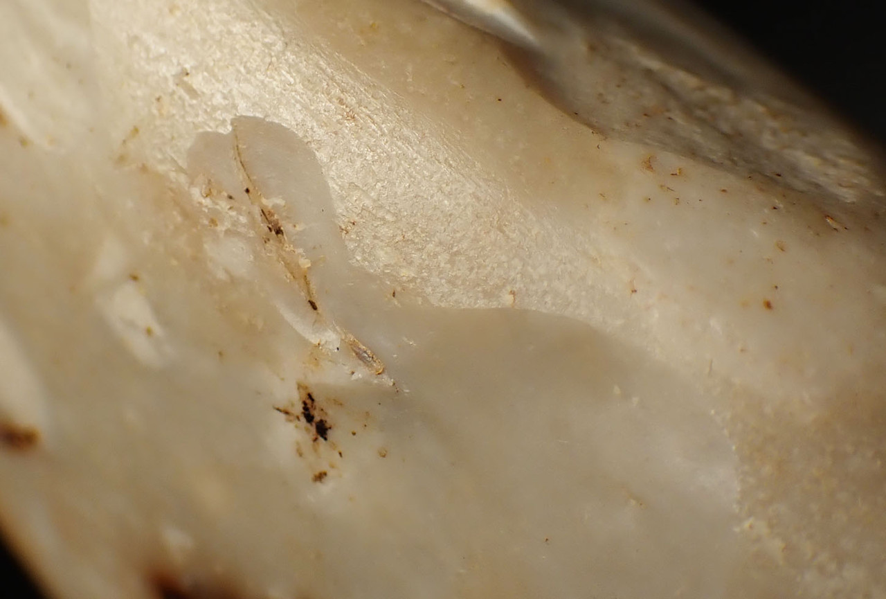 UNIQUELY COLORED EUROPEAN NEOLITHIC POLISHED FLINT CELT AXE FROM FRANCE ...