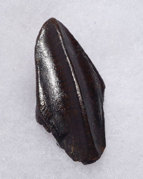 FINEST LARGE FOSSIL DINOSAUR TOOTH OF AN EDMONTOSAURUS HADROSAUR *DT7 ...